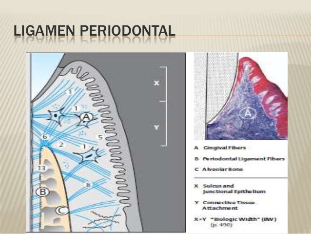 Lepas Behel Atas Bawah