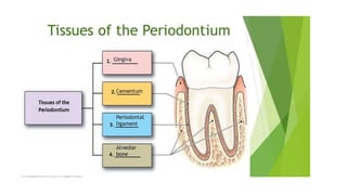 PERIODONTICS.pptx