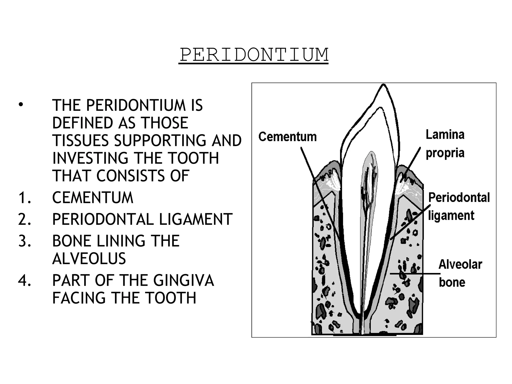 Periodontium | PPT