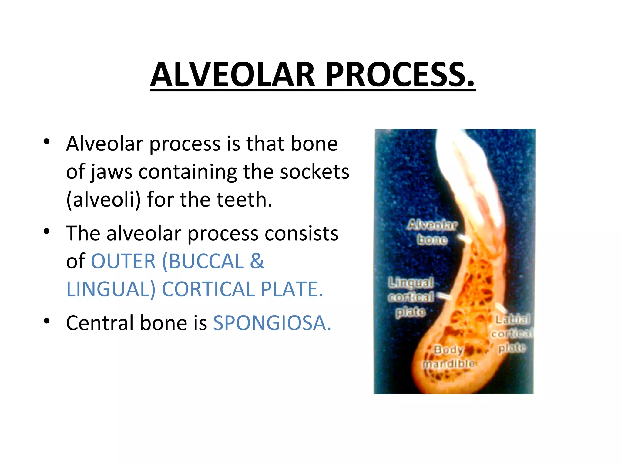 Periodontium | PPT