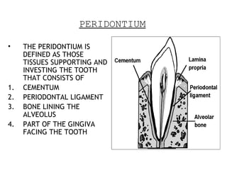 Periodontium | PPT