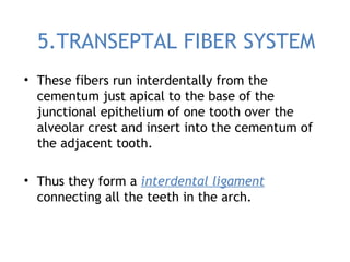 Periodontium | PPT