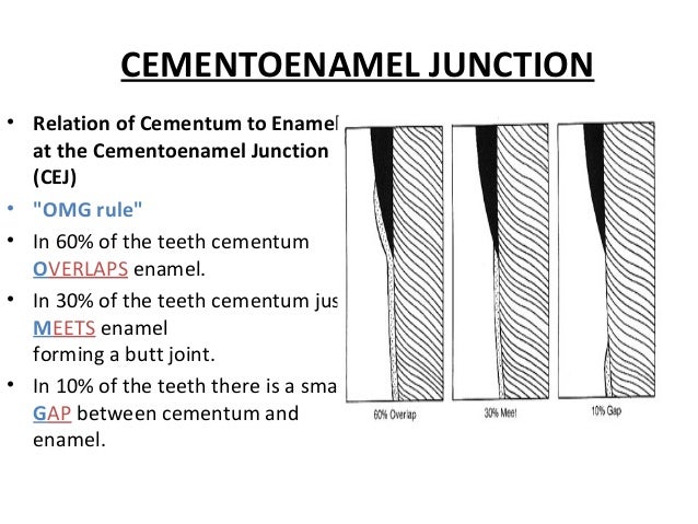Periodontium