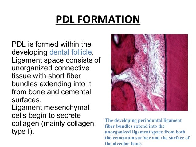 Periodontium