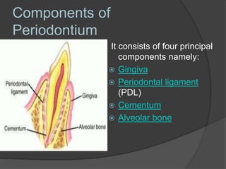 Periodontium | PPTX