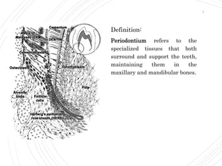 Periodontium | PPTX