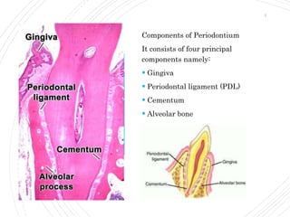 Periodontium | PPTX