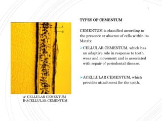 Periodontium | PPTX