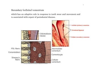 Periodontium | PPTX