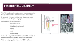 Periodontium.tooth.gingiva.hello.hiipptx | PPTX
