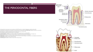 Periodontium.tooth.gingiva.hello.hiipptx | PPTX