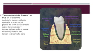 Periodontium.tooth.gingiva.hello.hiipptx | PPTX