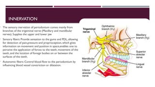 Periodontium.tooth.gingiva.hello.hiipptx | PPTX