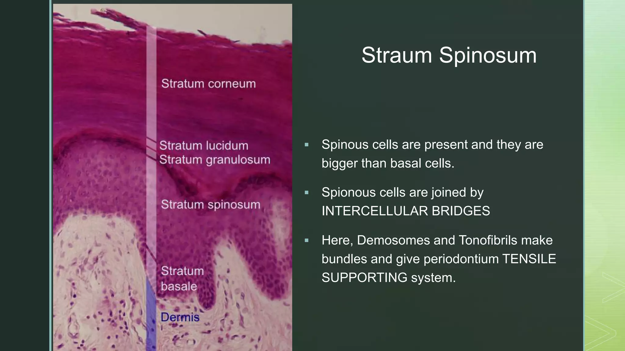 Periodontium characteristics and parts | PDF