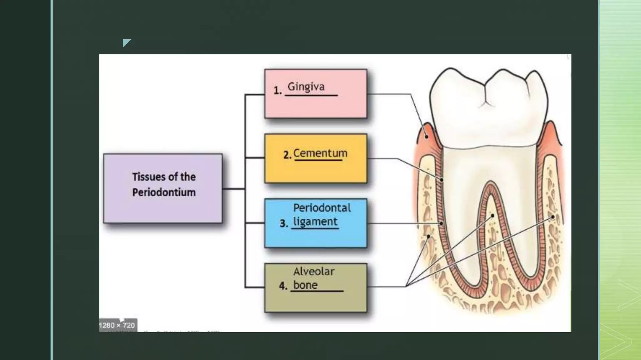 Periodontium characteristics and parts | PDF
