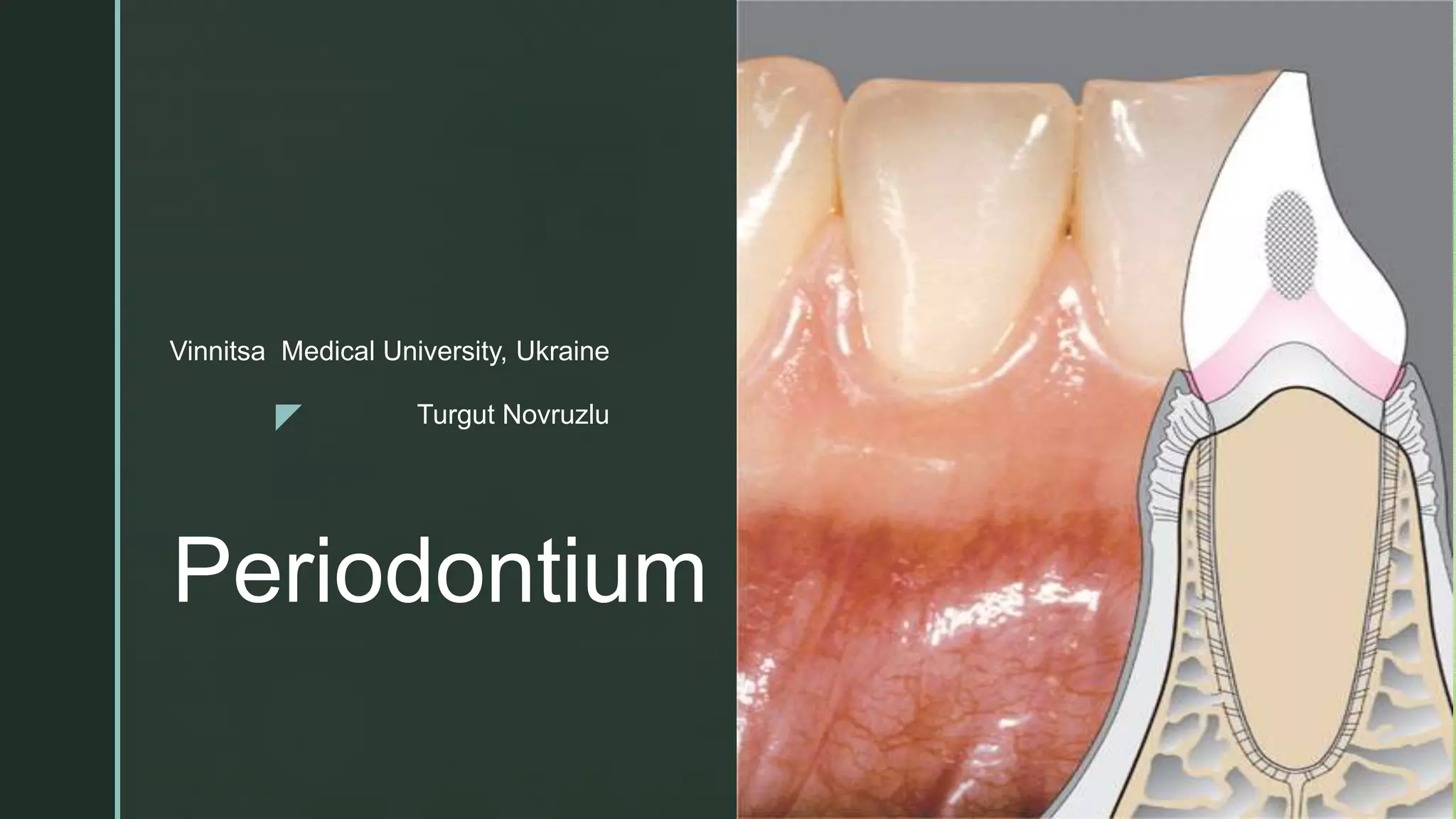 Periodontium characteristics and parts | PPT