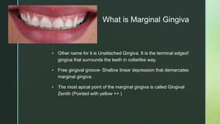 Periodontium | PPTX | Dental Health | Diseases and Conditions