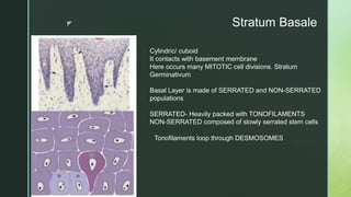 Periodontium | PPTX | Dental Health | Diseases and Conditions