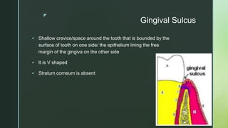 Periodontium | PPTX | Dental Health | Diseases and Conditions