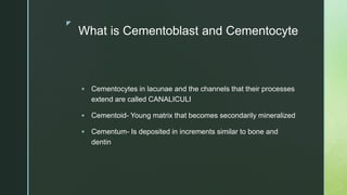 Periodontium | PPTX | Dental Health | Diseases and Conditions