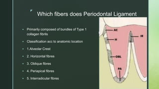 Periodontium | PPTX