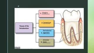 Periodontium | PPTX | Dental Health | Diseases and Conditions