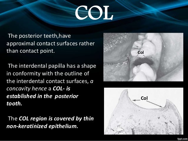 Periodontium 1