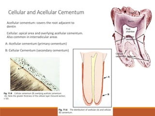 Periodontium | PPT
