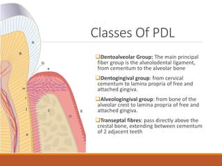 Periodontium | PPT