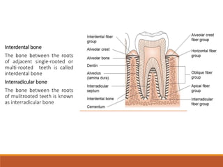 Periodontium | PPTX