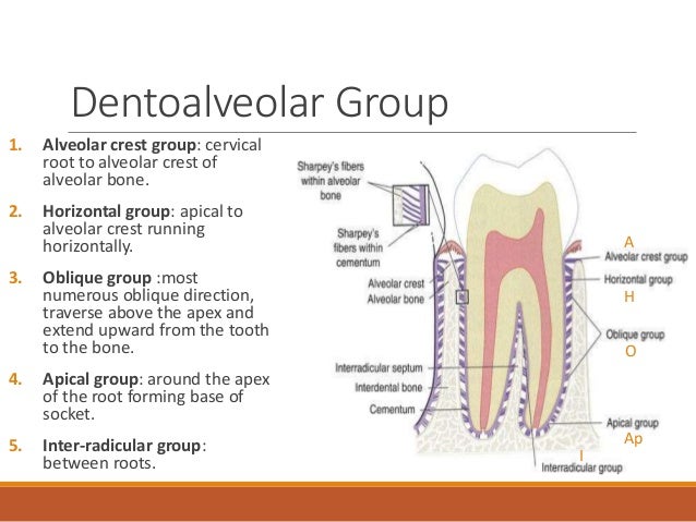 Periodontium
