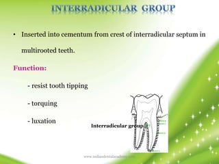 Interradicular Septum