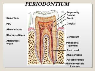 Periodontium brian | PPT