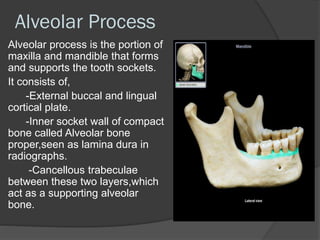 Periodontium | PPT