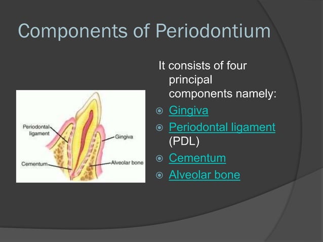 Periodontium | PPT