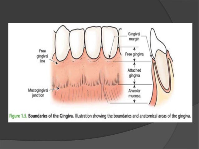 Periodontium