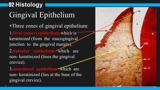 Periodontium presentation.pptx | Oral care | Personal Care