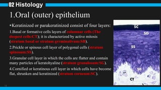 Periodontium presentation.pptx | Oral care | Personal Care