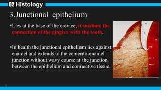 Periodontium presentation.pptx | Oral care | Personal Care