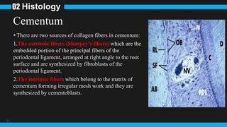 Periodontium presentation.pptx | Oral care | Personal Care