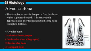 Periodontium presentation.pptx | Oral care | Personal Care