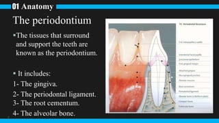 Periodontium presentation.pptx | Oral care | Personal Care