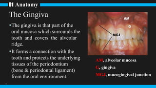 Periodontium presentation.pptx | Oral care | Personal Care