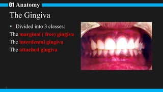 Periodontium presentation.pptx | Oral care | Personal Care