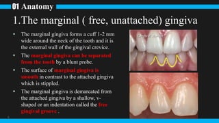 Periodontium presentation.pptx | Oral care | Personal Care