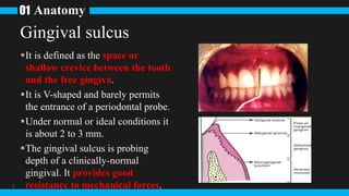 Periodontium presentation.pptx | Oral care | Personal Care