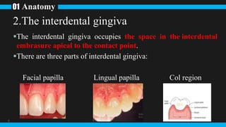 Periodontium presentation.pptx | Oral care | Personal Care