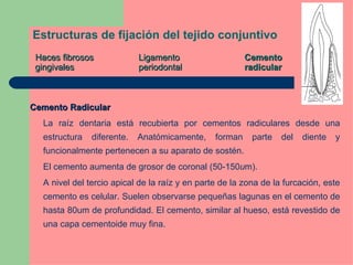 Periodonto | PPS