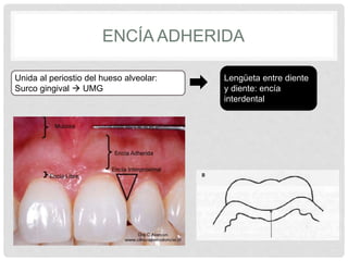 Periodonto de protección | PPTX