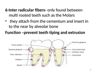 periodontology and its diseases..pptx... | PPTX